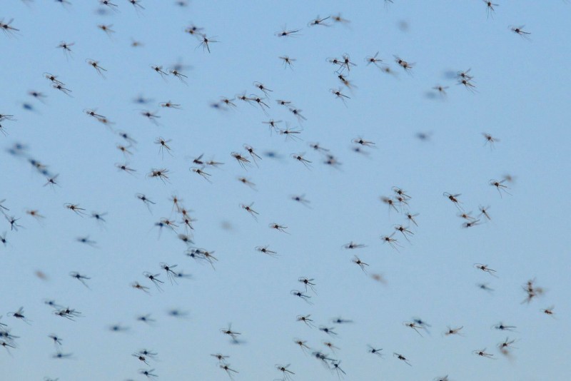 Les midges, la plaie de l'Écosse ! - Terres Celtes